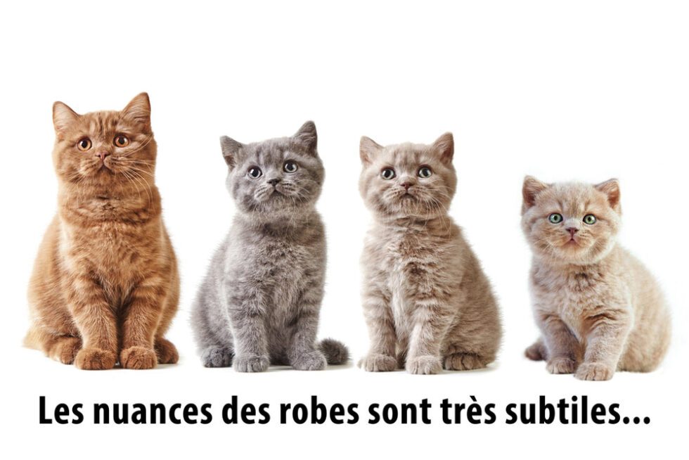 Le chat et les couleurs