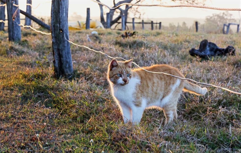 Donner de la viande crue à son chat ? - Sally et Cie